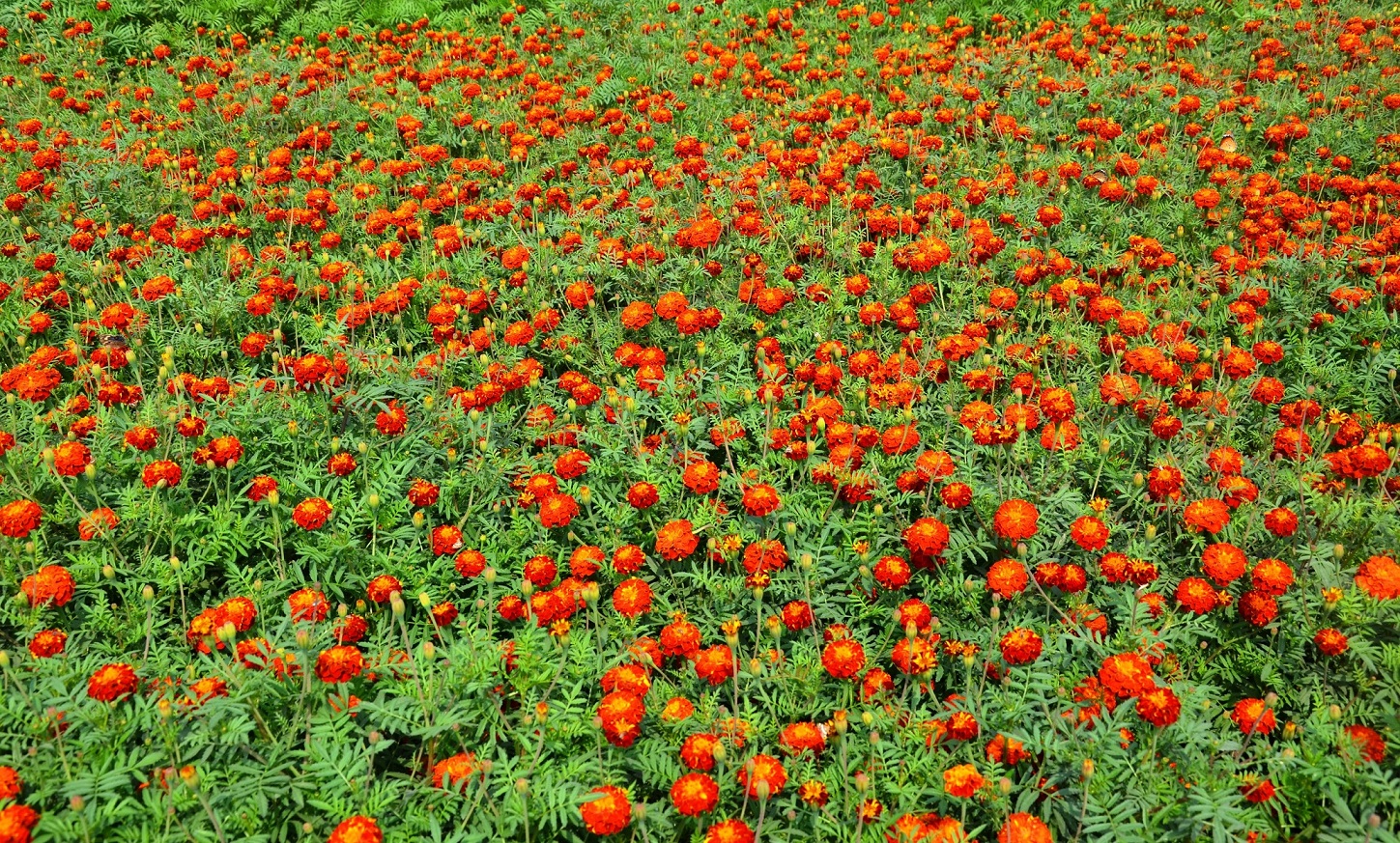 ICAR-IARI Scientists